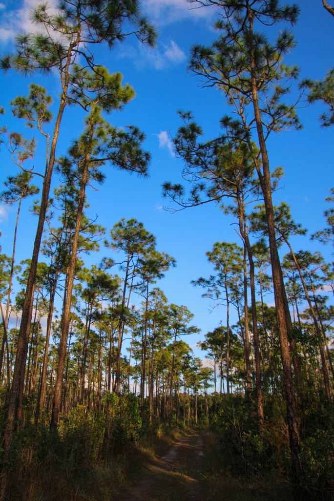 Fun in the Sun – MIAMI EDITION – ALLI DONOVAN